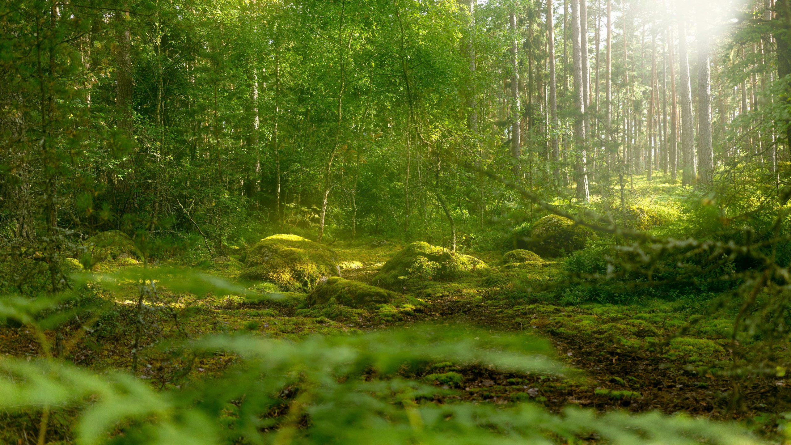 Terra Footprint – measure, reduce, offset